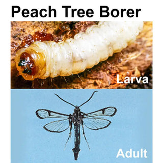 Peach Tree Borer Trap | Gurney's Seed & Nursery Co. – Gurneys