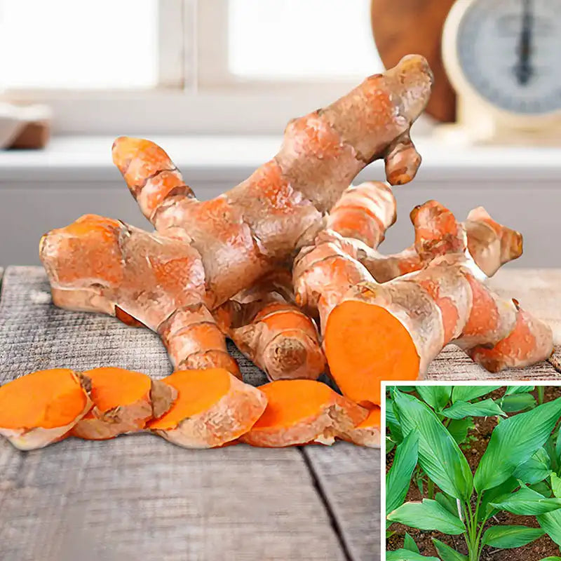 Yellow Turmeric Herb | Gurney's Seed & Nursery Co.