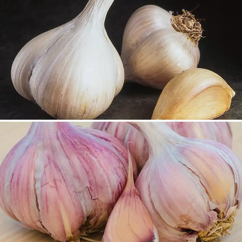 Hardneck Garlic Bundle | Gurney's Seed & Nursery Co.