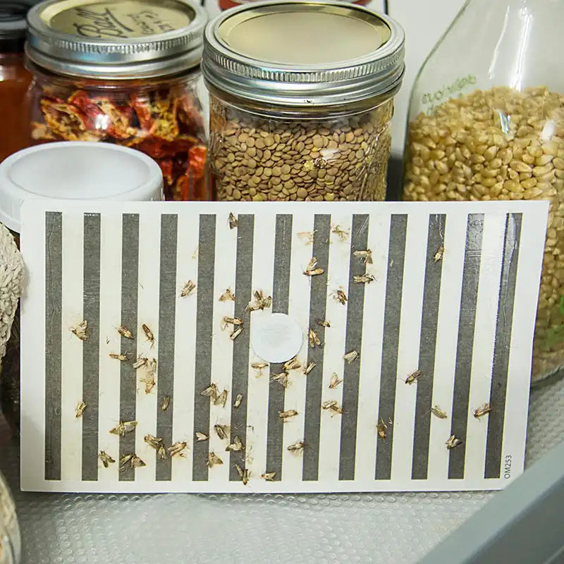 Cupboard Moth Traps: Easy-to-Use, Non-Toxic Solution for Moths – Gurney ...
