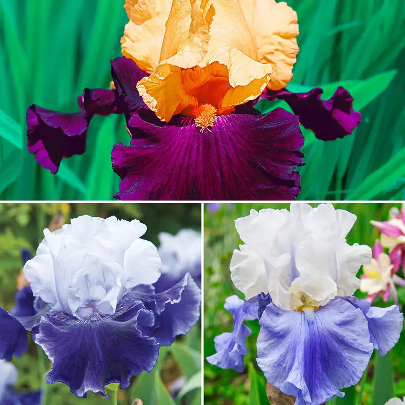 Bearded Iris Collection | Gurney's Seed & Nursery Co. – Gurneys