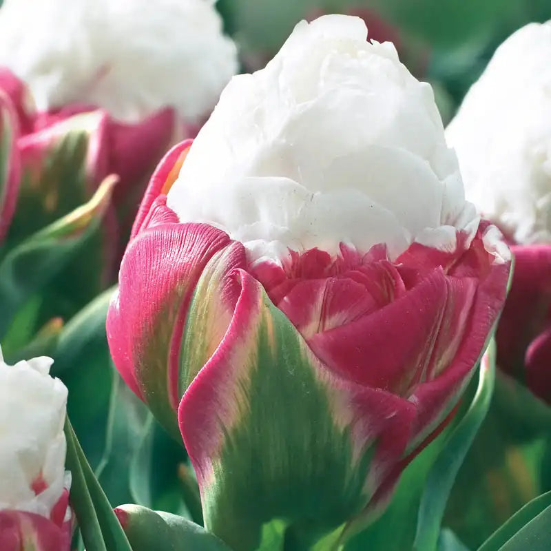 Tulip Ice Cream | Gurney's Seed & Nursery Co. Seed & Nursery Co.