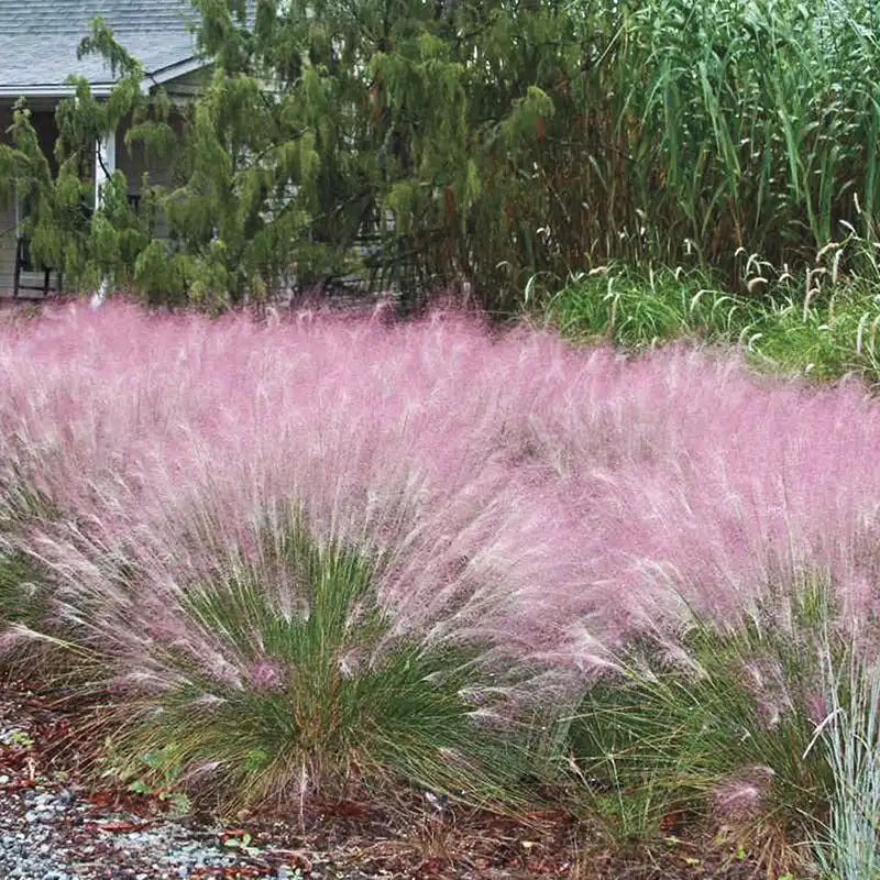 Pink Muhly Grass Plant | Gurney's Seed & Nursery Co.