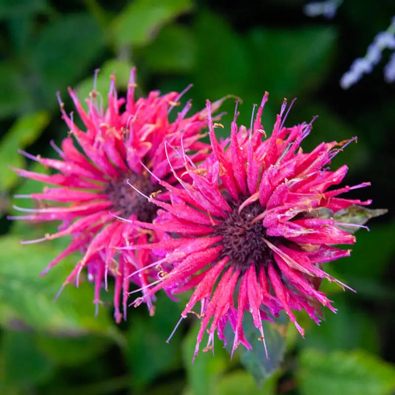 Purple Bee Balm | Gurney's Seed & Nursery Co.