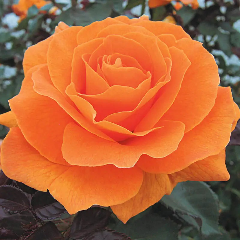 Vavoom Floribunda Rose | Gurney's Seed & Nursery Co.