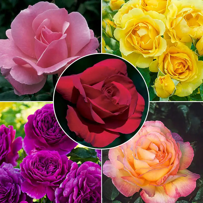 Landscape Color Collection | Roses | Gurney's Seed & Nursery Co.