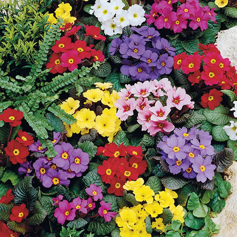 Pacific Giant Primrose | Gurney's Seed & Nursery Co.