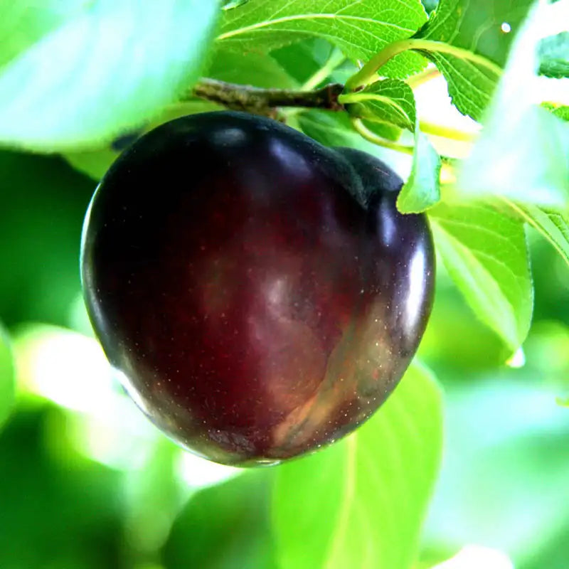 Nadia Cherry-Plum-Tree | Gurney's Seed & Nursery Co.
