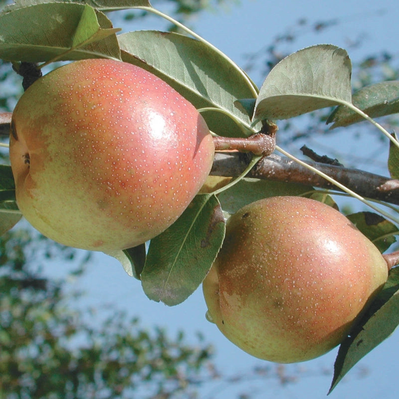 Gem Pear – Gurney's Seed & Nursery Co.