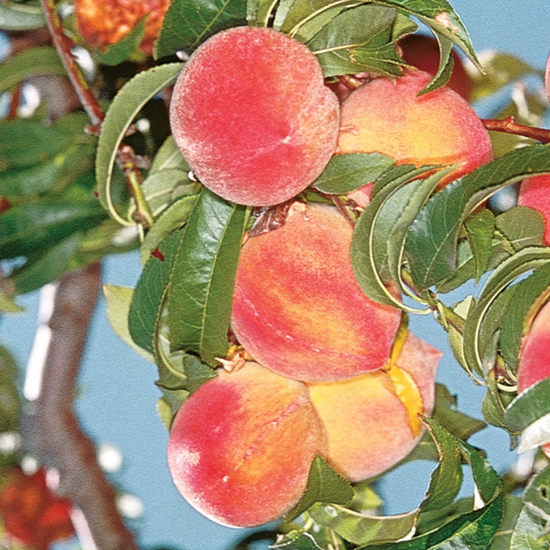 Carolina Gold Peach Tree | Gurney's Seed & Nursery Co.