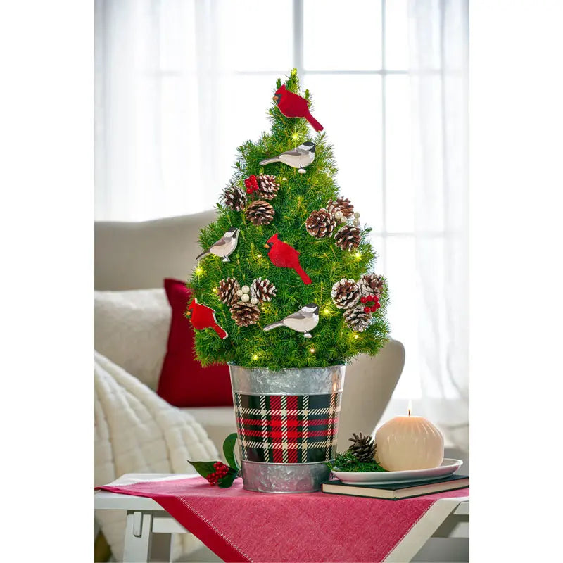 Winter Songbirds Potted Spruce Tree – Gurney's Seed & Nursery Co.