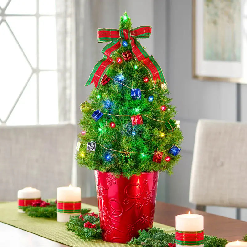 Colorful Presents Potted Spruce Tree – Gurney's Seed & Nursery Co.