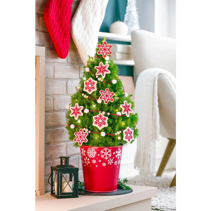 Sweet Snowflakes Potted Spruce Tree – Gurney's Seed & Nursery Co.