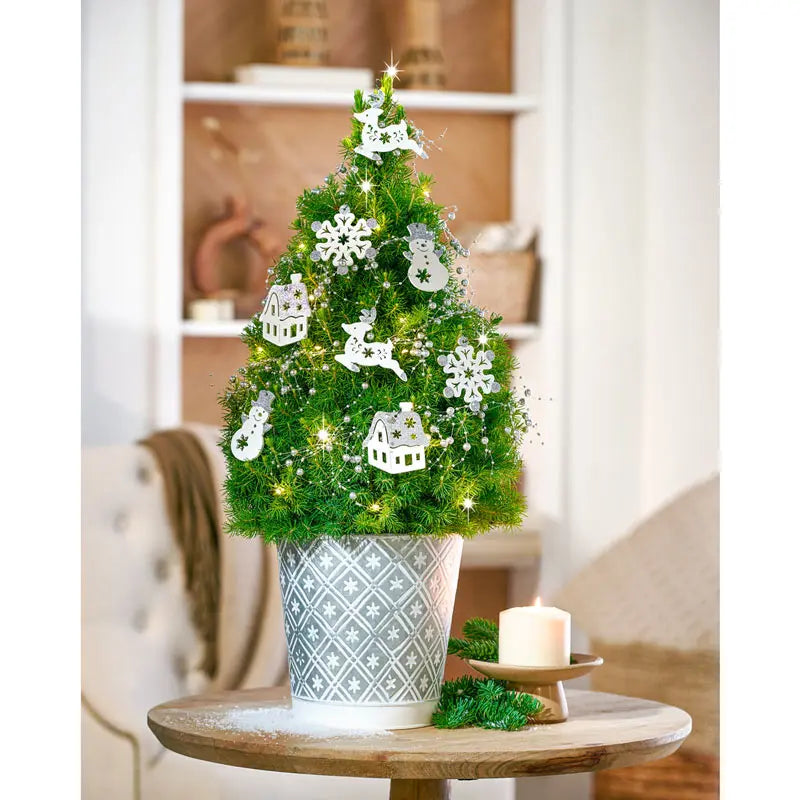 Silver And White Winter Potted Spruce Tree – Gurney's Seed & Nursery Co.