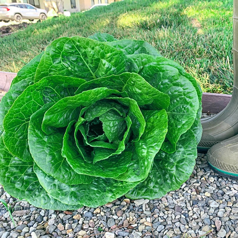 Gurney's®Giant Romaine Lettuce | Gurney's Seed & Nursery Co.