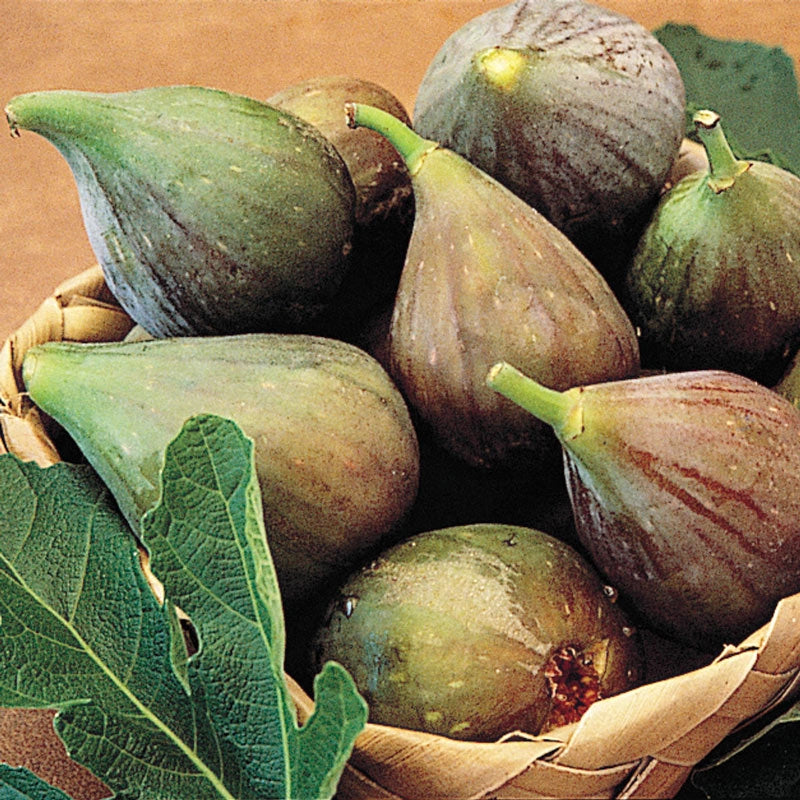 Dwarf Fig – Gurney's Seed & Nursery Co.