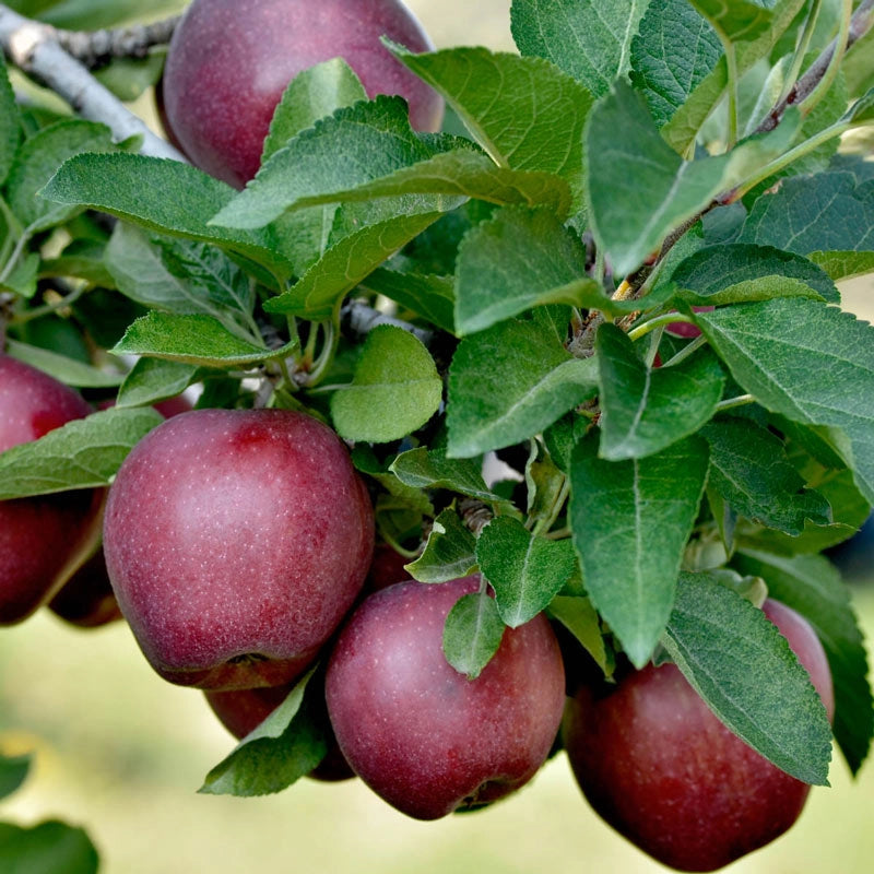 Red Delicious Apple Tree | Gurney's Seed & Nursery Co.