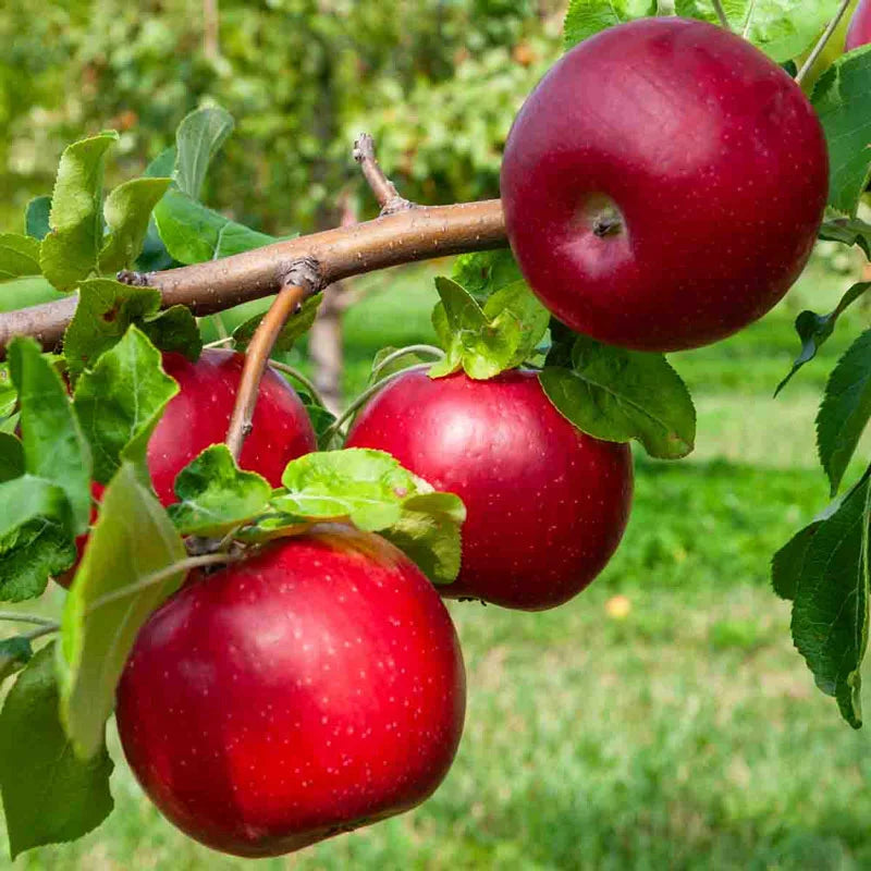 Jonathan Red Apple – Gurney's Seed & Nursery Co.