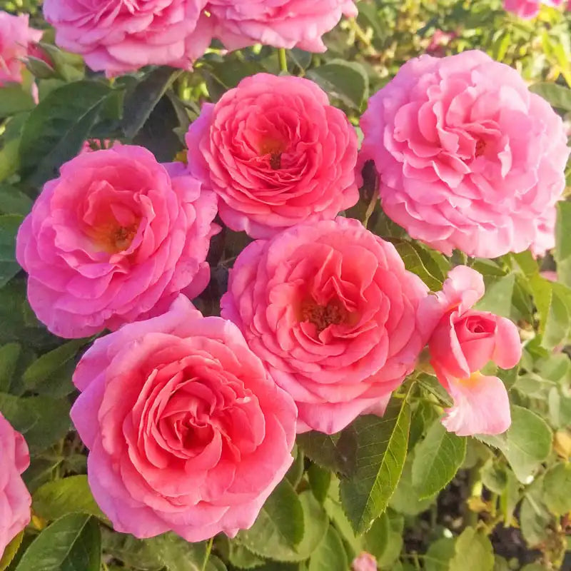 Time After Time Rose | Buy Online | Gurney's Seed & Nursery