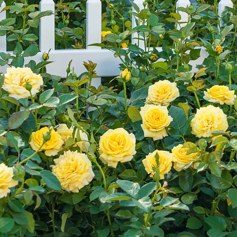 Yellow Freedom Shrub Rose | Gurney's Seed & Nursery Co.
