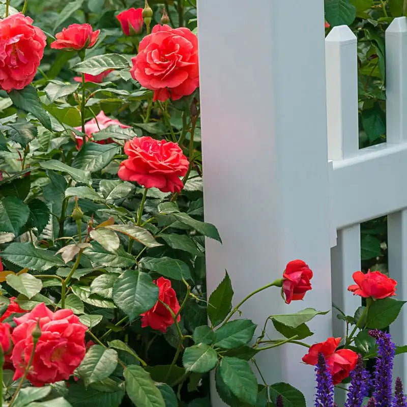 Coral Freedom Rose | Gurney's Seed & Nursery Co.