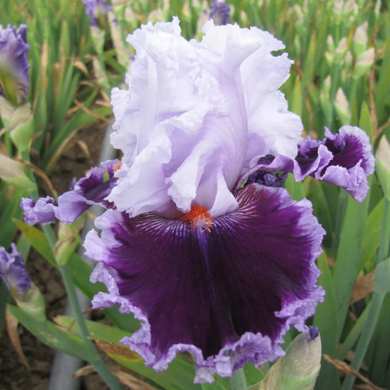 Daring Deception Bearded Iris – Gurney's Seed & Nursery Co.