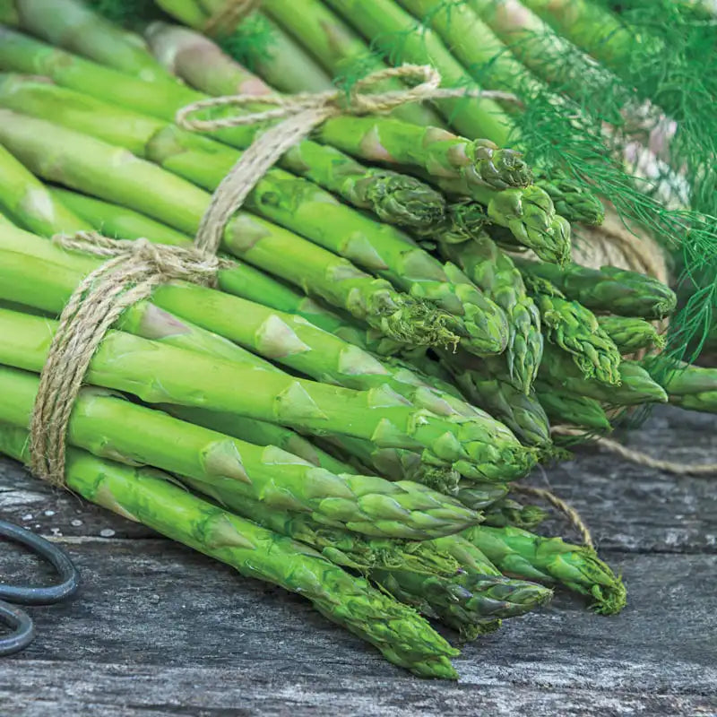 AsparaBest™ Asparagus Plant | Gurney's Seed & Nursery Co.