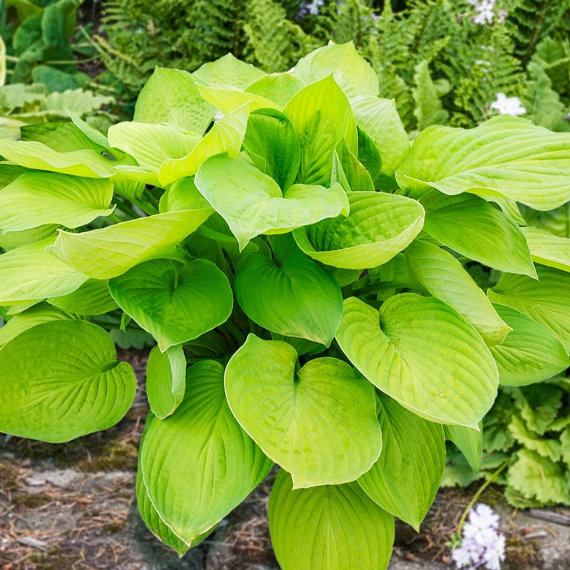 Ki RenJyaku Double Flowering Hosta | Gurney's Seed & Nursery Co.