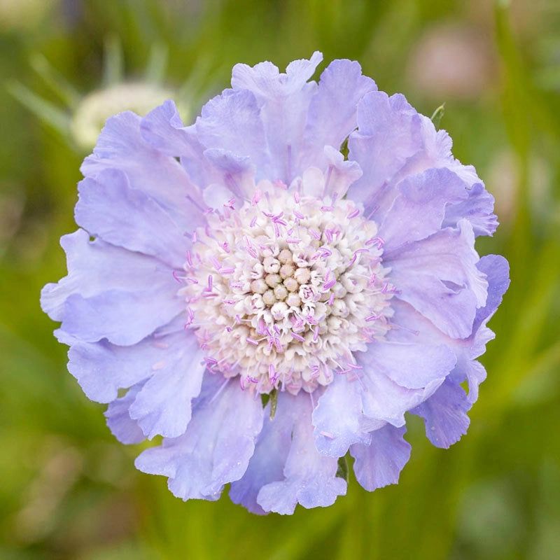 Perfecta Blue Scabiosa | Gurney's Seed & Nursery Co.