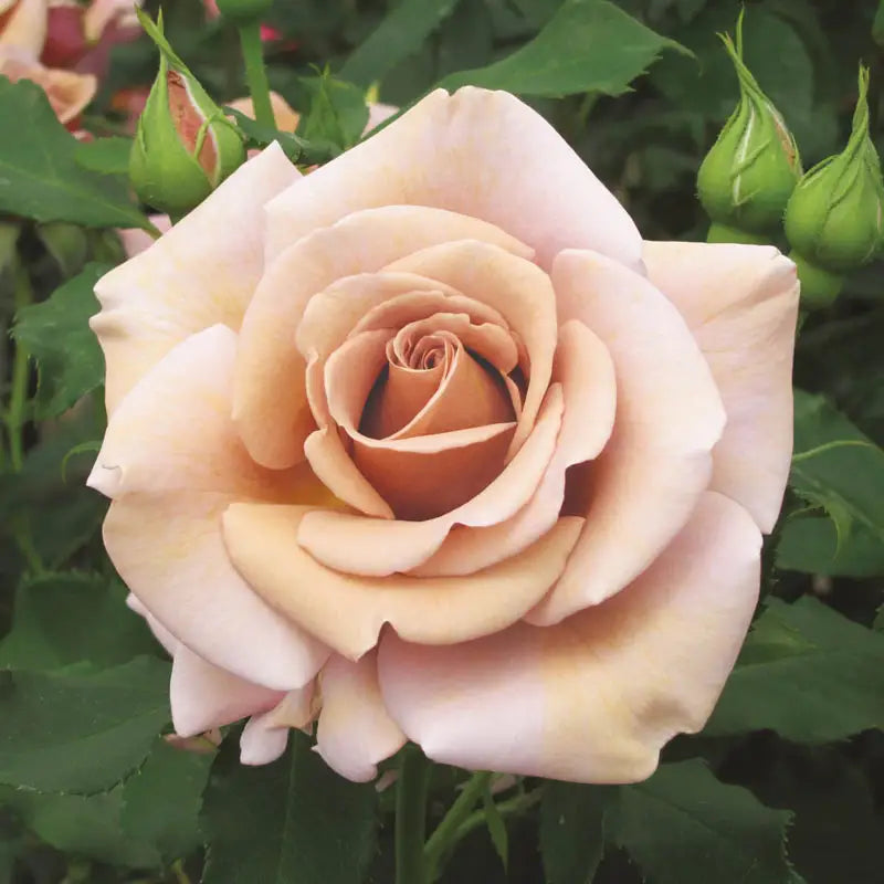 Koko Loko Floribunda Rose | Gurney's Seed & Nursery Co.