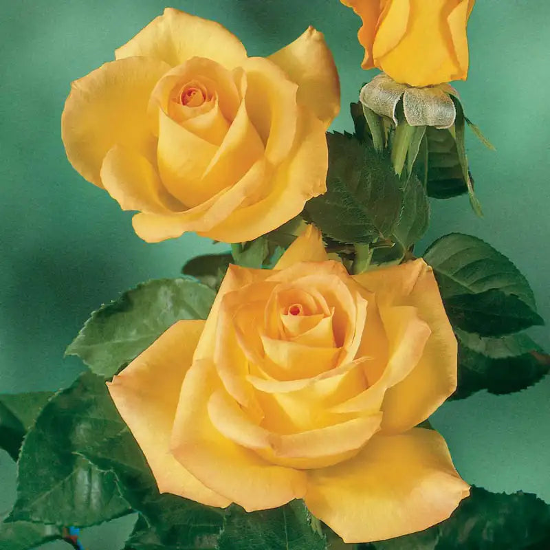 Gold Medal Grandiflora Rose | Gurney's Seed & Nursery Co.