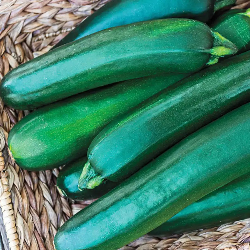 Gurney's Seed & Nursery Co. Pride Zucchini Hybrid Summer Squash ...