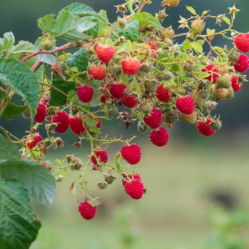 Crimson Blush Raspberry | Gurney's Seed & Nursery Co.
