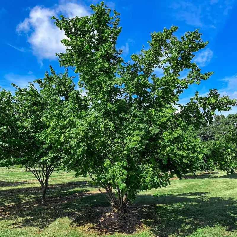 Raritan And The Beast Hazelnut Duo | Gurney's Seed & Nursery Co.
