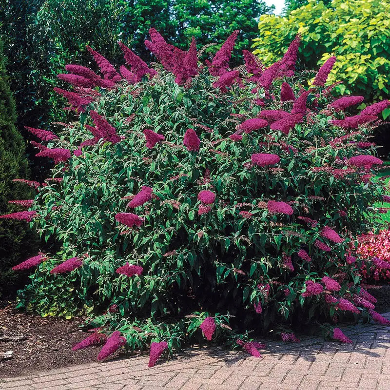 Shop Royal Red Butterfly Bush | Gurney's Seed & Nursery