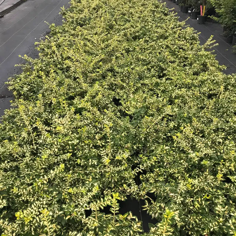 Moonshadow Euonymus | Gurney's Seed & Nursery Co.