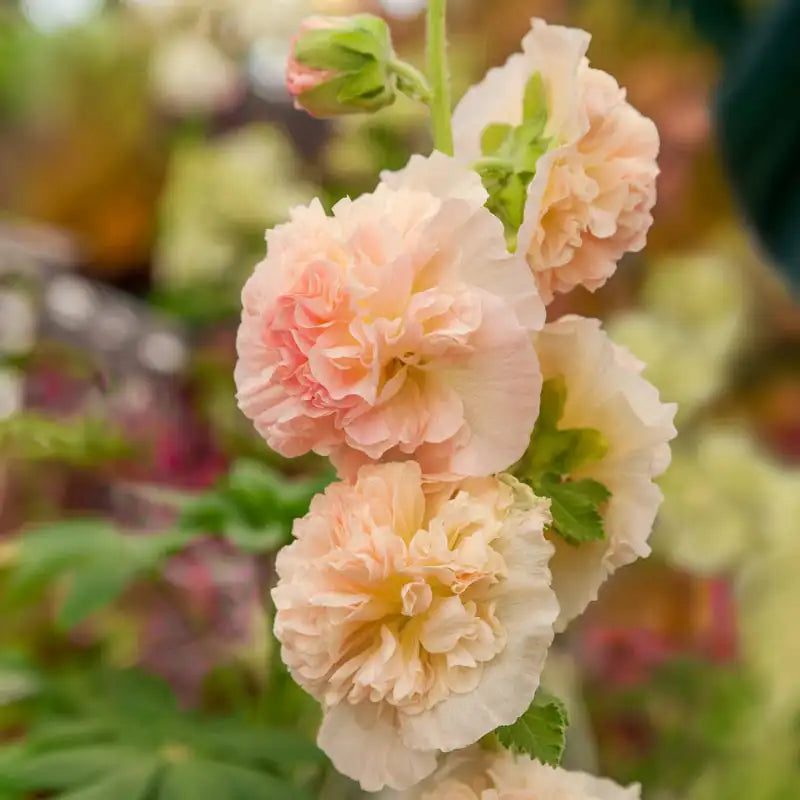Chater's Chamois Double Hollyhock | Gurney's Seed & Nursery Co.