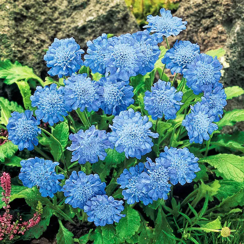 Isaac House Scabiosa Blend | Gurney's Seed & Nursery Co.