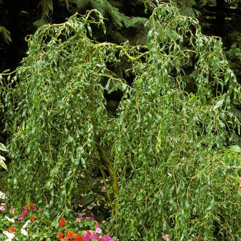Salix Willow Tree Upright Hybrid – Gurney's Seed & Nursery Co.
