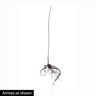 Salix Willow Tree Upright Hybrid – Gurneys