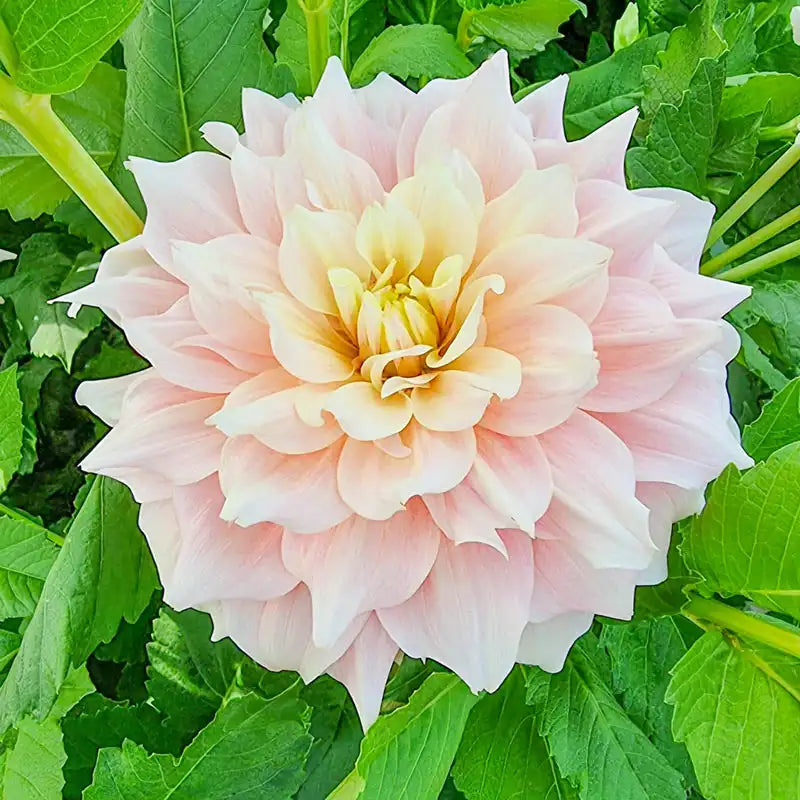 Break Out Dahlia | Gurney's Seed & Nursery Co.