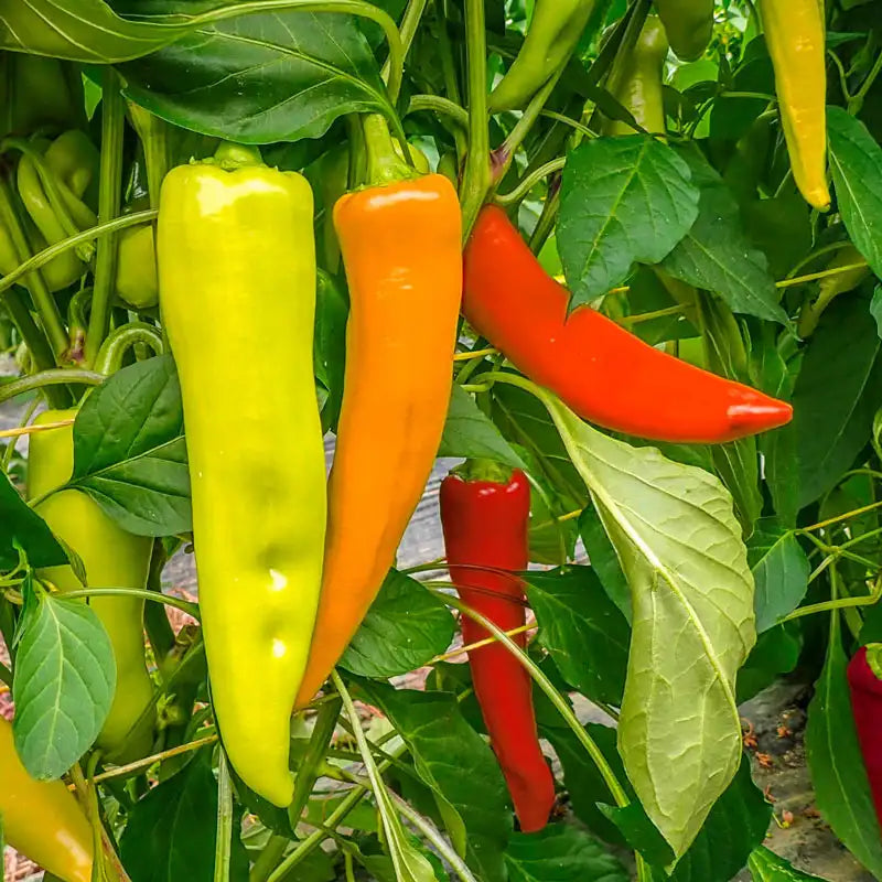 Yellowstone Hot Pepper | Gurney's Seed & Nursery Co.