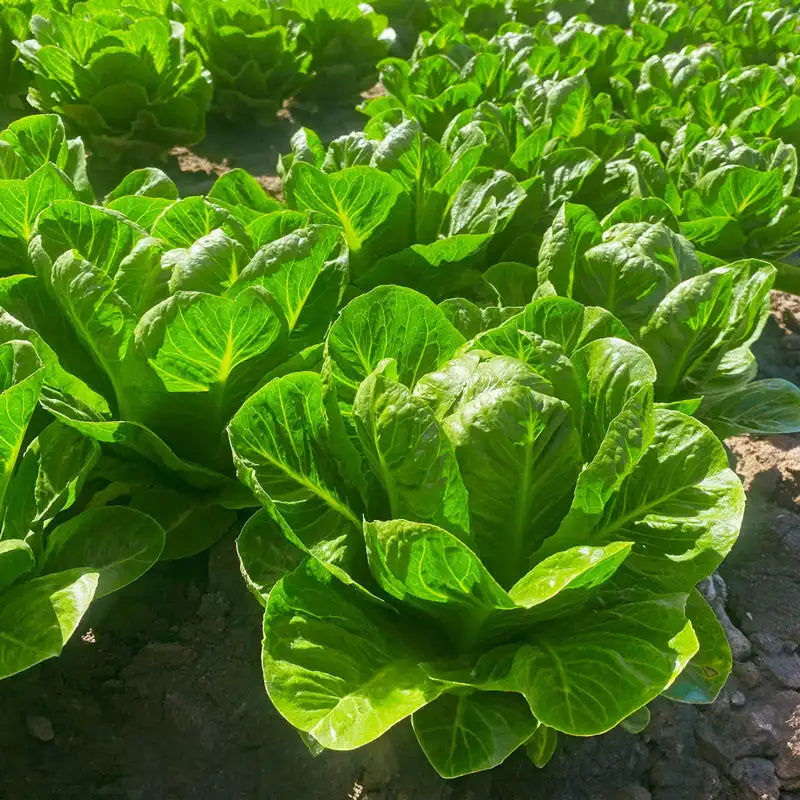 Romaine-On-Ice Lettuce | Gurney's Seed & Nursery Co.