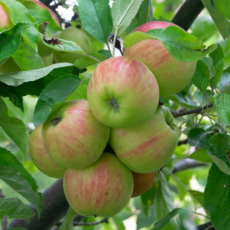 Northern Spy Apple – Gurney's Seed & Nursery Co.