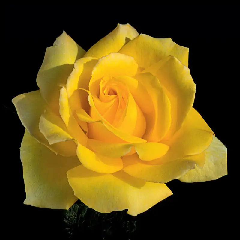Hotel California Hybrid Tea Rose | Gurney's Seed & Nursery