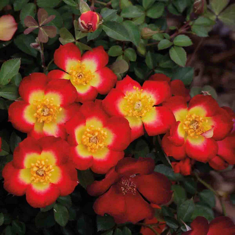 Playful Happy Trails™ Groundcover Rose – Gurney's Seed & Nursery Co.