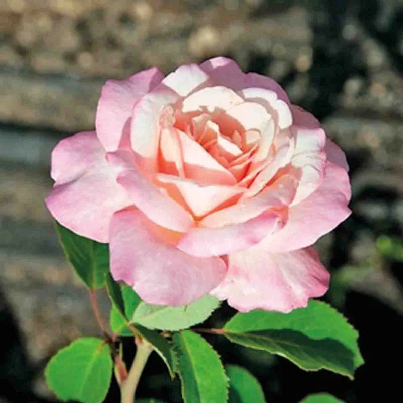 Belinda’s Blush Shrub Rose – Gurney's Seed & Nursery Co.