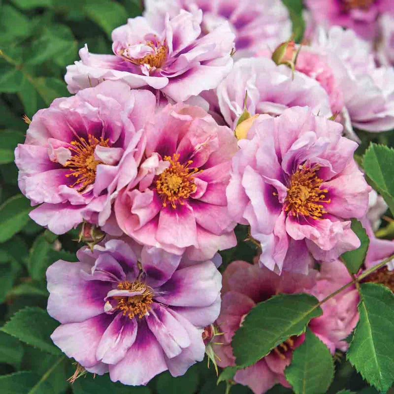 Easy on the Eyes™ Shrub Rose – Gurney's Seed & Nursery Co.