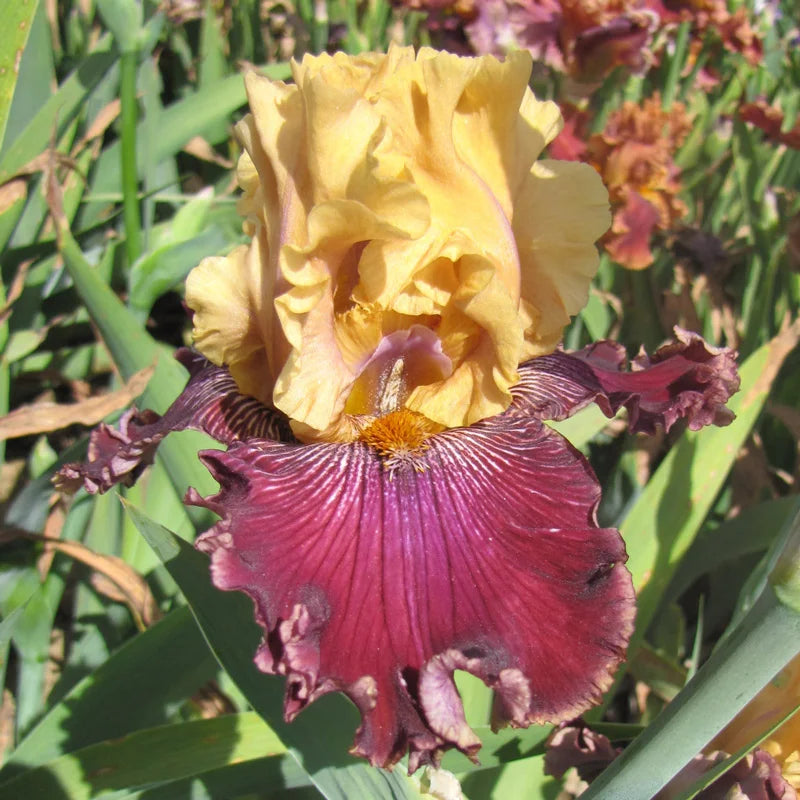 Catwalk Bearded Iris – Gurney's Seed & Nursery Co.