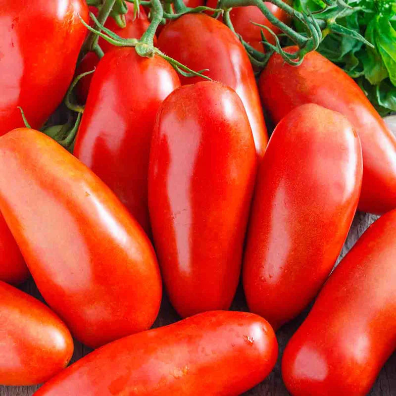 Pozzano Roma Tomato – Gurney's Seed & Nursery Co.